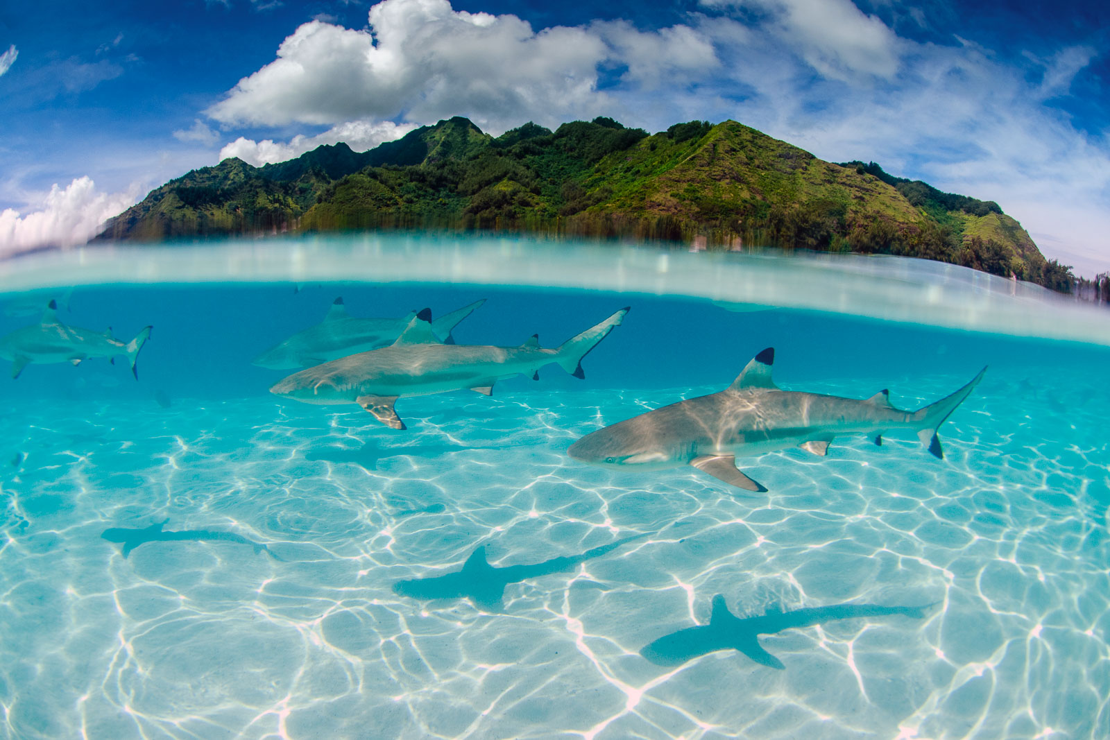 Black,Tip,Reef,Shark,On,Crystal,Waters,Of,Moorea,Island - Travel Agent ...