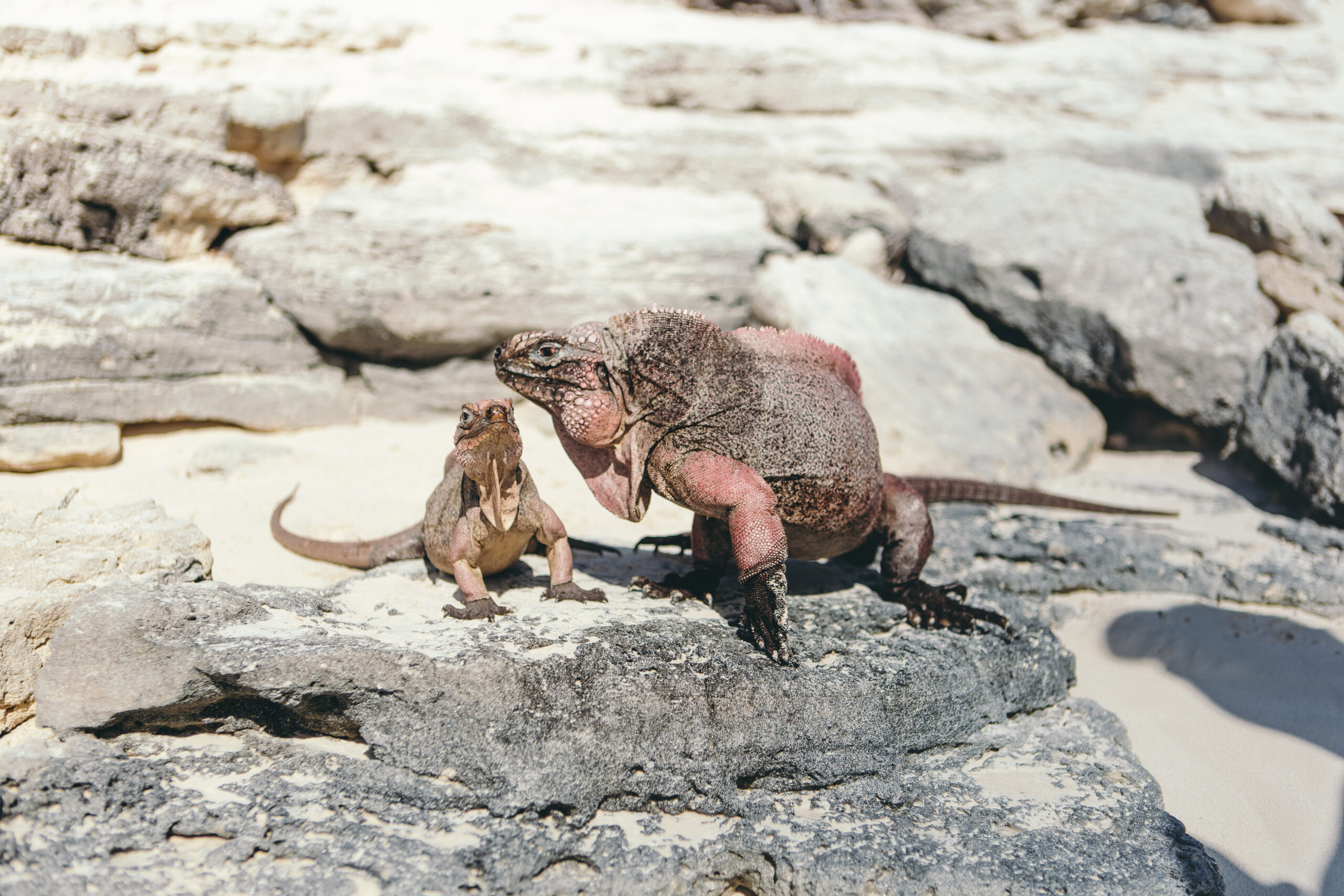 Things to Do in Exuma Bahamas - iguanas - Travel Agent Diary